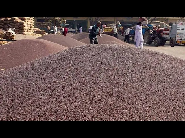 Mustard Farming Process - Mustard oil processing Technology - Mustard ...