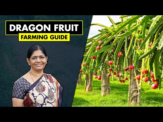 Dragon Fruit Farming Guide | How to grow Dragon Fruit Plant
