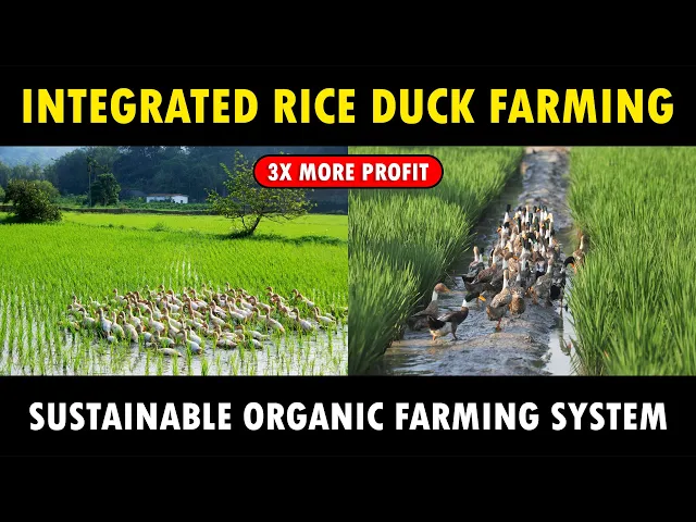 Integrated Rice Duck Farming | Sustainable Organic Farming System