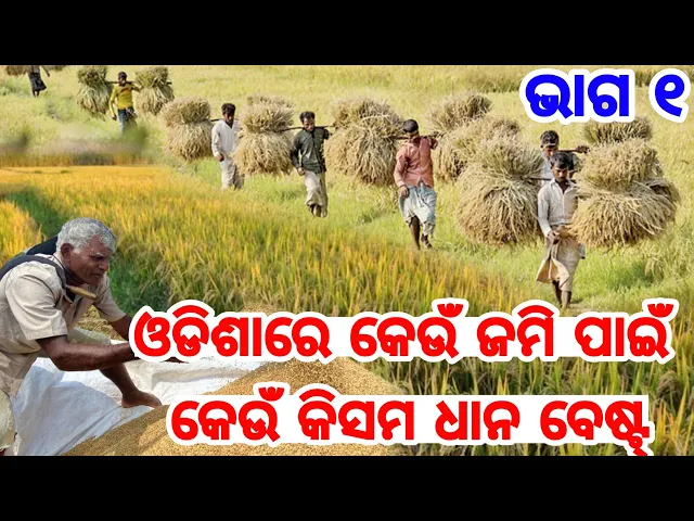Most Profitable Rice Varieties in Odisha With low investment heavy ...