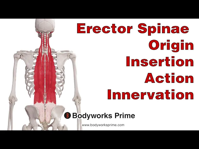 Erector Spinae Muscles Origin And Insertion