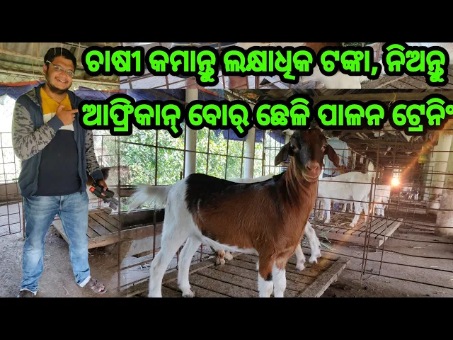 African Boer Goat Farming goat breeding training proper method ...
