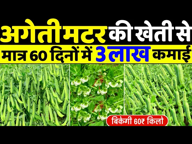 Matar ki kheti | मटर की खेती | Pea farming 2022 | Matar ki kheti kaise ...