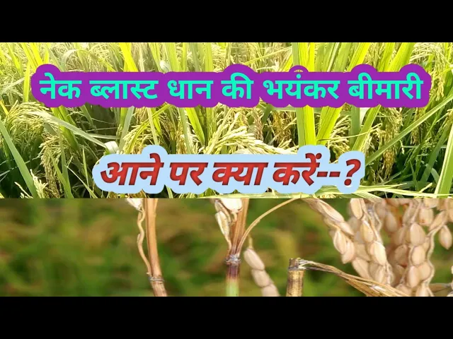 How to control neck blast disease in paddy crop