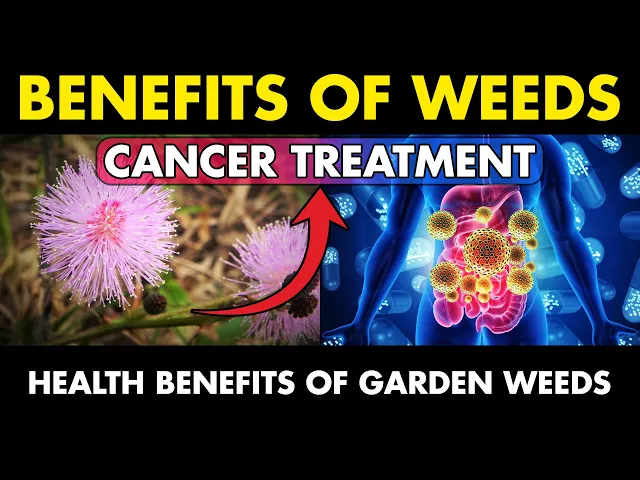 HEALTH BENEFITS OF WEEDS | Herbal Medicines and Treatments