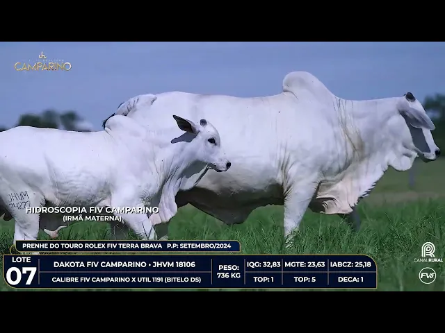 Lote 7 - Matriz Nelore JHVM-18106 - 3° LEILÃO EXPOZEBU CAMPARINO ...