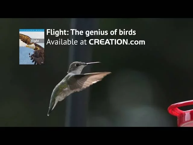 Flight: The genius of birds preview · Videos · Creation.com