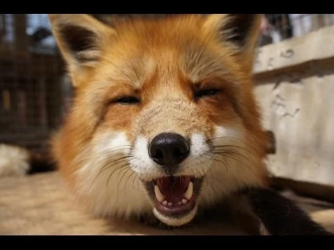 Kitsune - Rubah dalam Budaya Jepang | Suki Desu