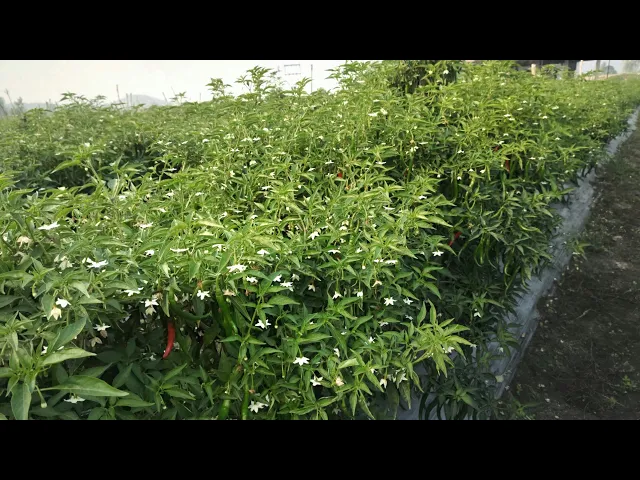 How to control flower drop in chilli | Hybrid mirch ki kasht | Green ...