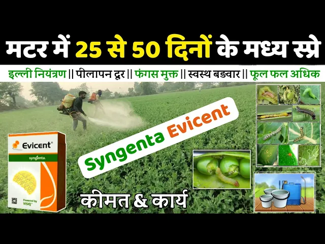 Syngenta Evicent | Matar ki kheti | मटर में इल्ली का स्प्रे | Evicent ...