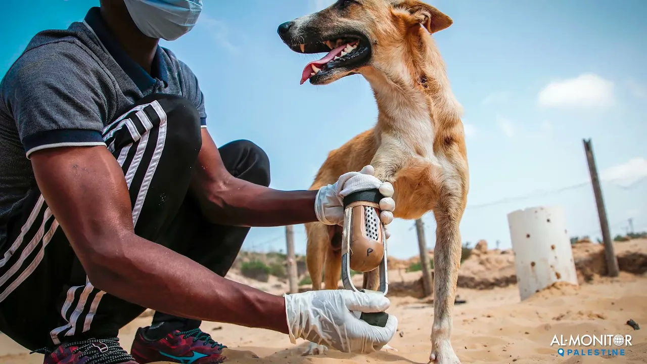 Gaza animal shelter offers refuge to stray dogs - Al-Monitor ...