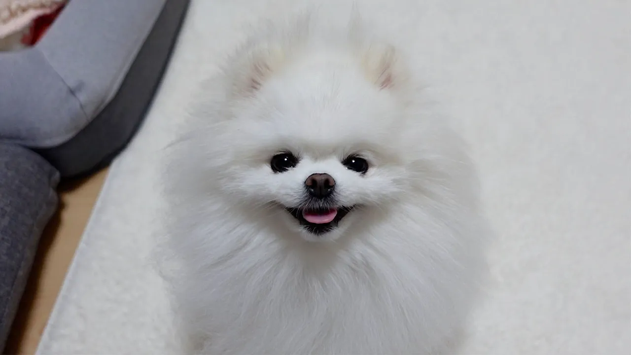 飼い主に一緒に寝たいと駄々をこねるポメラニアン | ポメラニアンのマヨちゃんねる｜YouTubeランキング