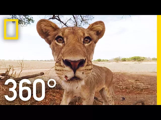 What is 360 Video? How to Create An Immersive Experience