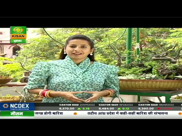 Chat Par Bagwani | Monsoon Care Of Plants
