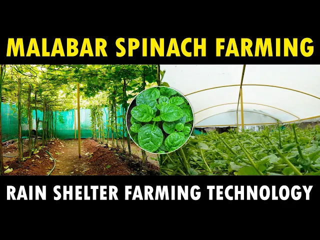 How to grow Malabar Spinach Plant at Home | Malabar Spinach Farming