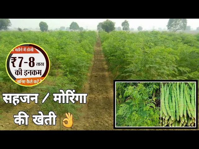 Moringa farming information