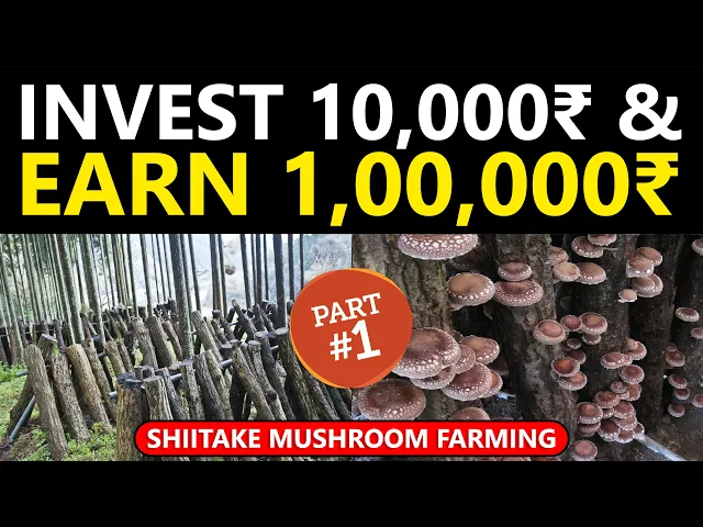 Shiitake Mushroom Farming | Shiitake Mushroom Cultivation | How to grow Shiitake mushrooms at Home
