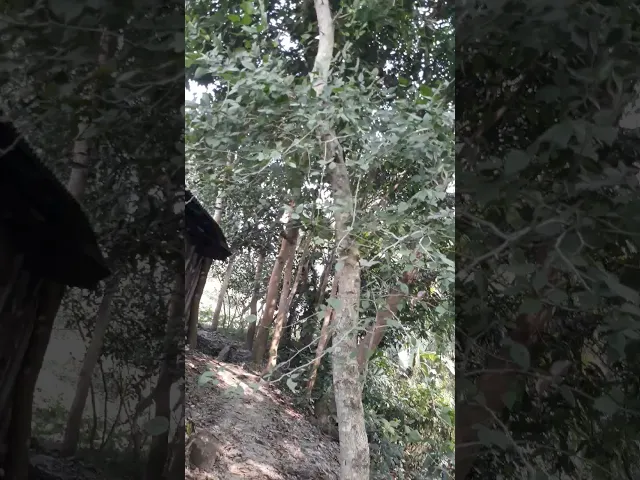 3 different size of bael tree