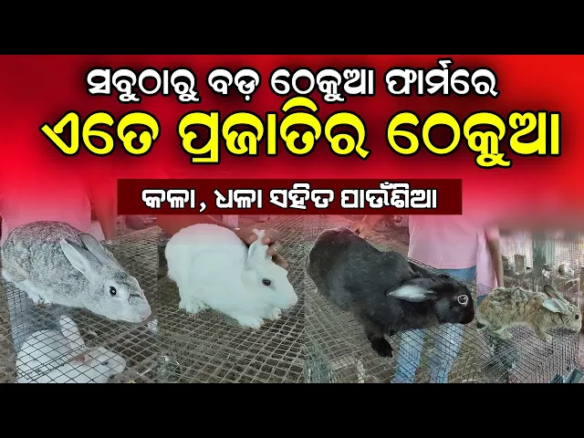 Largest Rabbit Farm in Odisha || How to start Rabbit Farm in Odisha ...