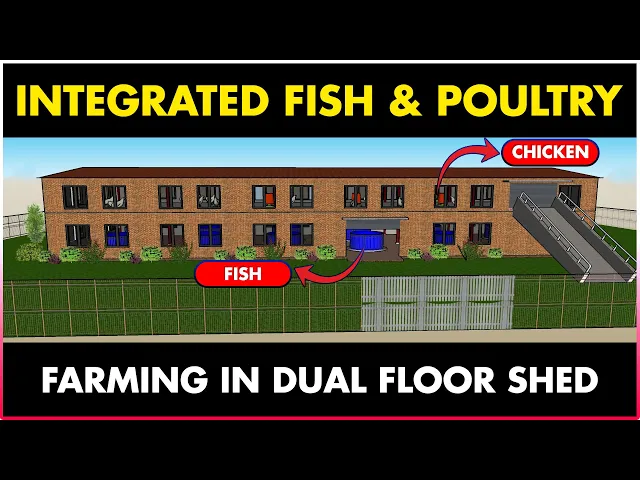 Integrated High tech FISH and POULTRY Farm Business plan | CHICKEN ...