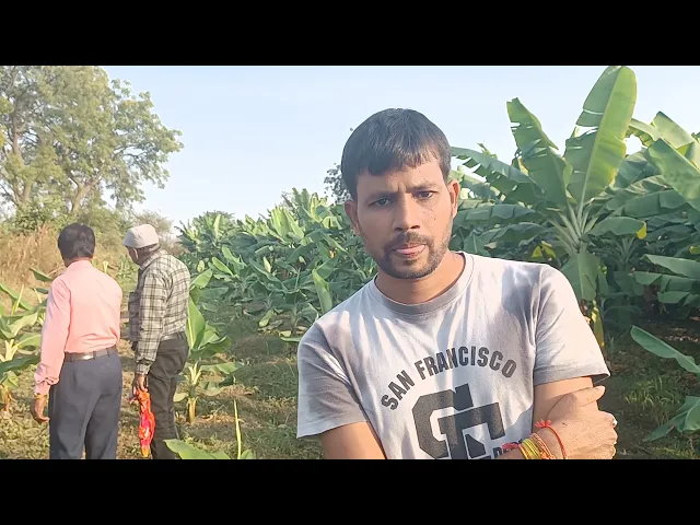 2981- Reva Early Banana Farming Mahavir Kisan 9754038222 के साथ केला ...