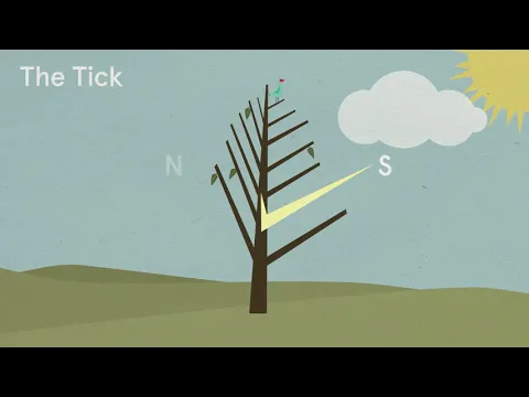 The Tick Effect in Trees - The Natural Navigator