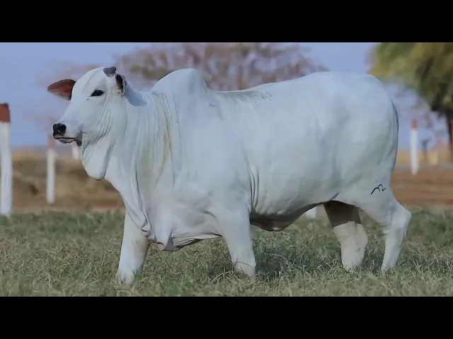 Lote 31 - Novilha Nelore MMLN-1344 - LEILÃO NELORE PARANÃ ...