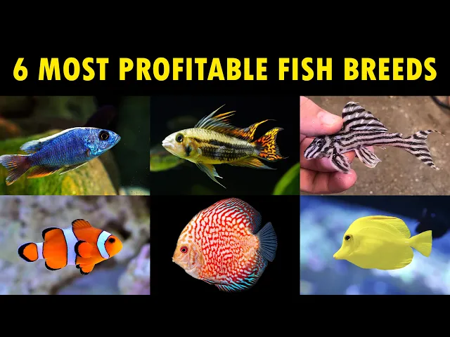 Dive into Profit: The Most Lucrative Fish to Breed for Aquaculture Success