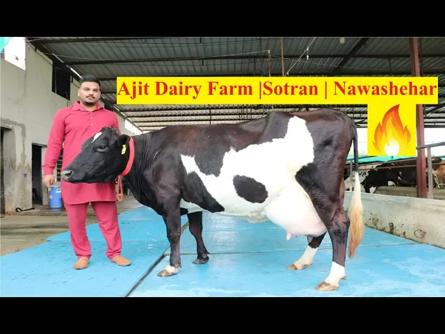 अजीत डेयरी फार्म ले रहा गारंटी 85000 में 45 लीटर दूध निकाल के गाय #Ajit ...
